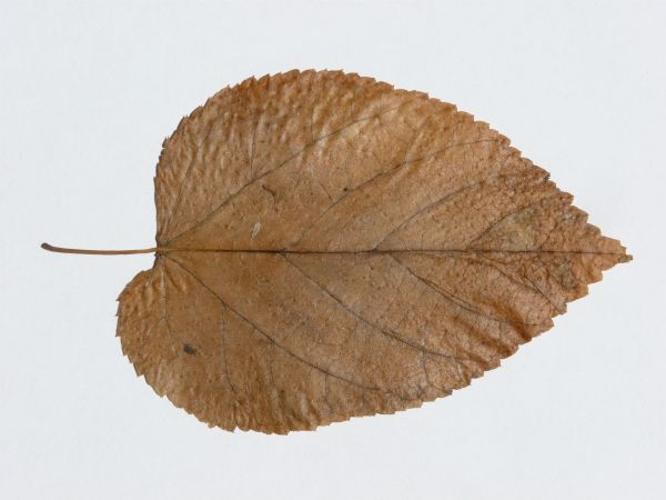 texture 0036 - Texturelib